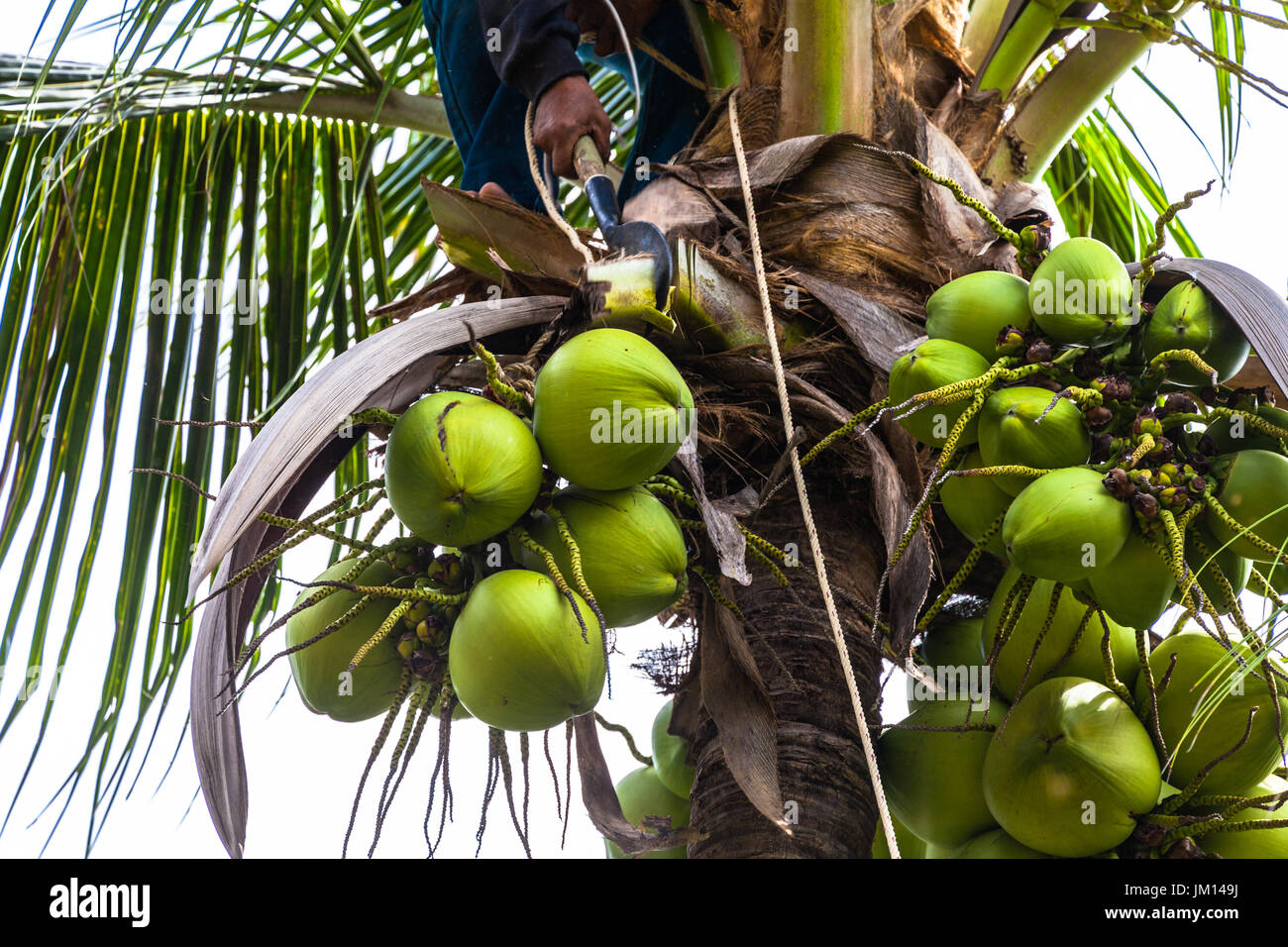 a gardener climb to the top of coconut tree to cut coconut fruit Stock ...