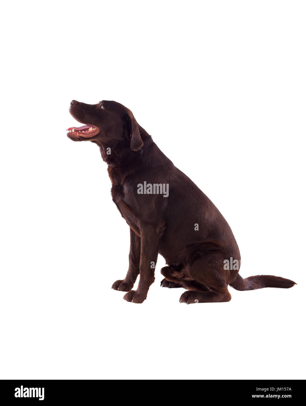 Beautiful black Labrador dog breed in isolated studio on white ...