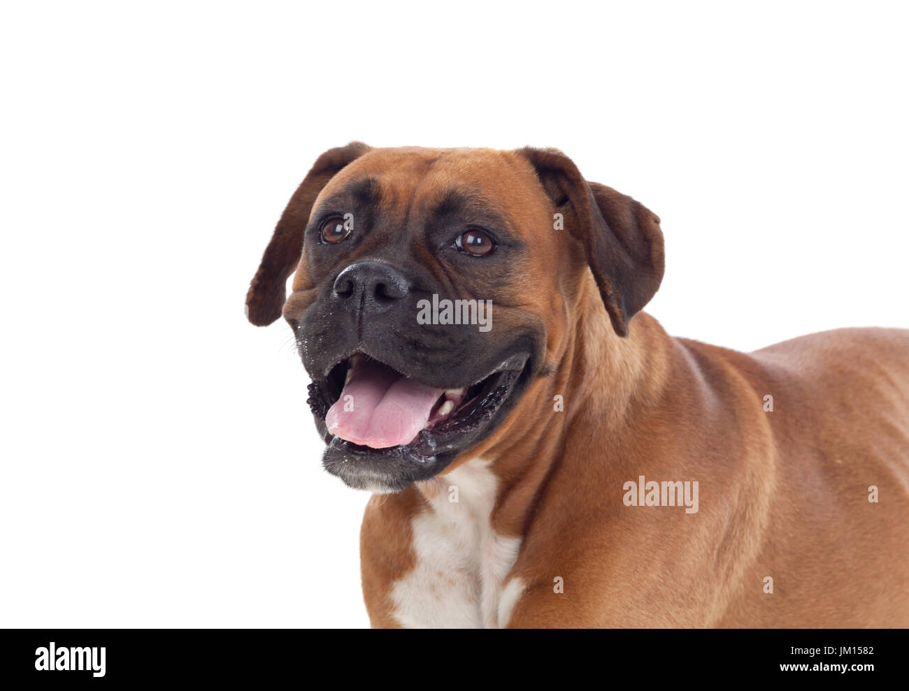 Beautiful boxer dog isolated on a white background Stock Photo - Alamy