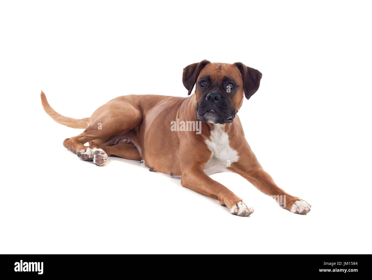 Beautiful boxer dog isolated on a white background Stock Photo - Alamy