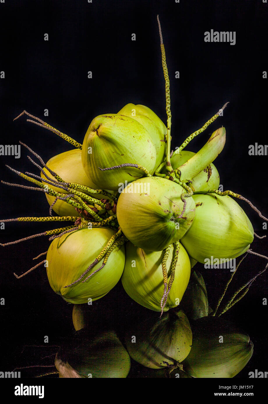 green coconut bunch on black background Stock Photo - Alamy
