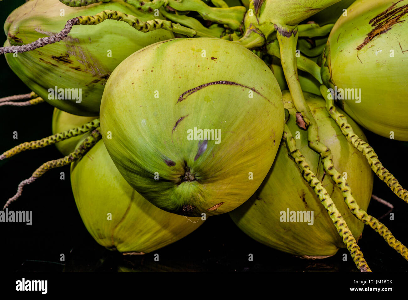 Green Coconut Bunch High Resolution Stock Photography and Images - Alamy