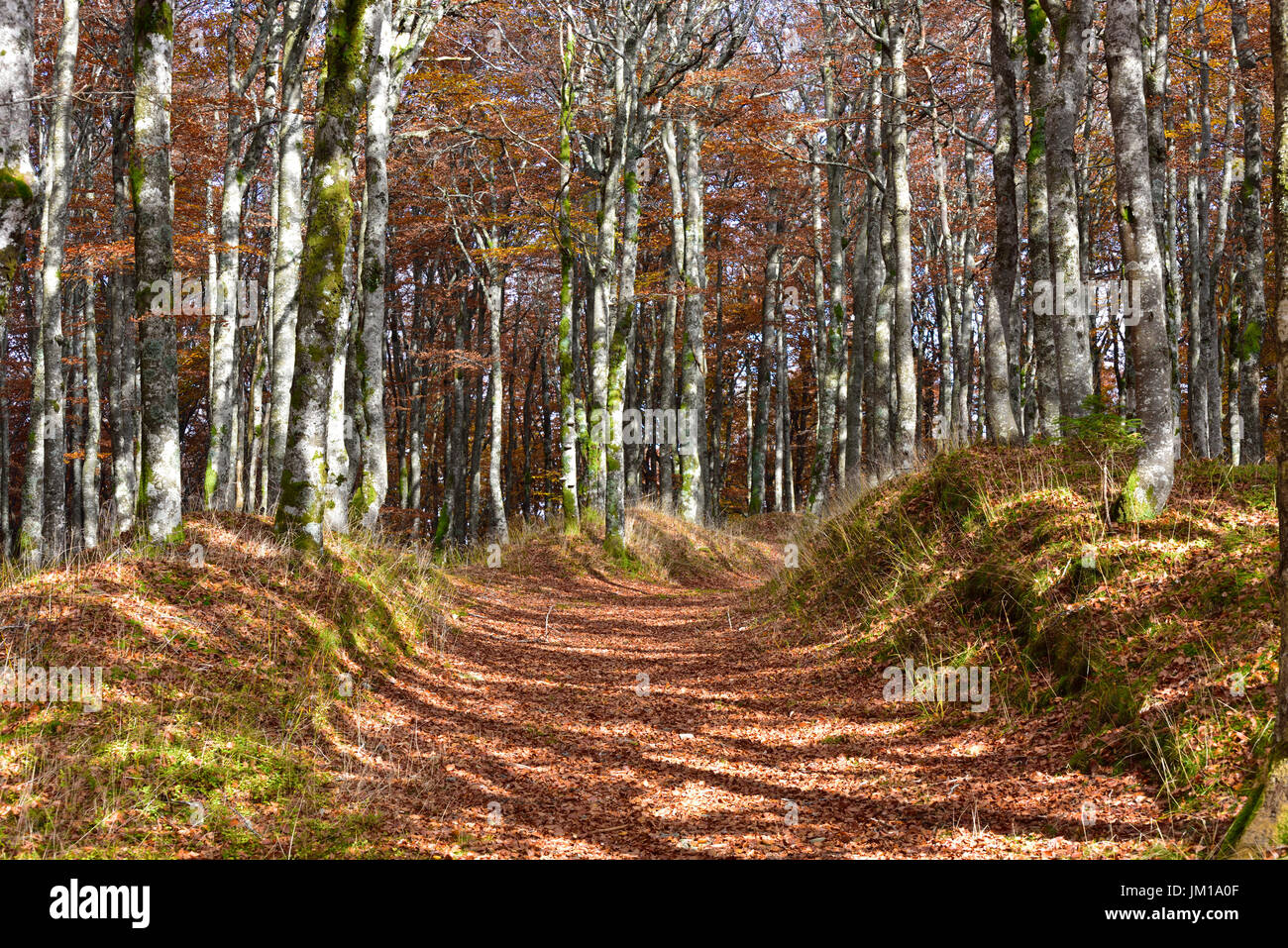 An autumn view of a leaf covered footpath in a sunlit forest in Alsace ...