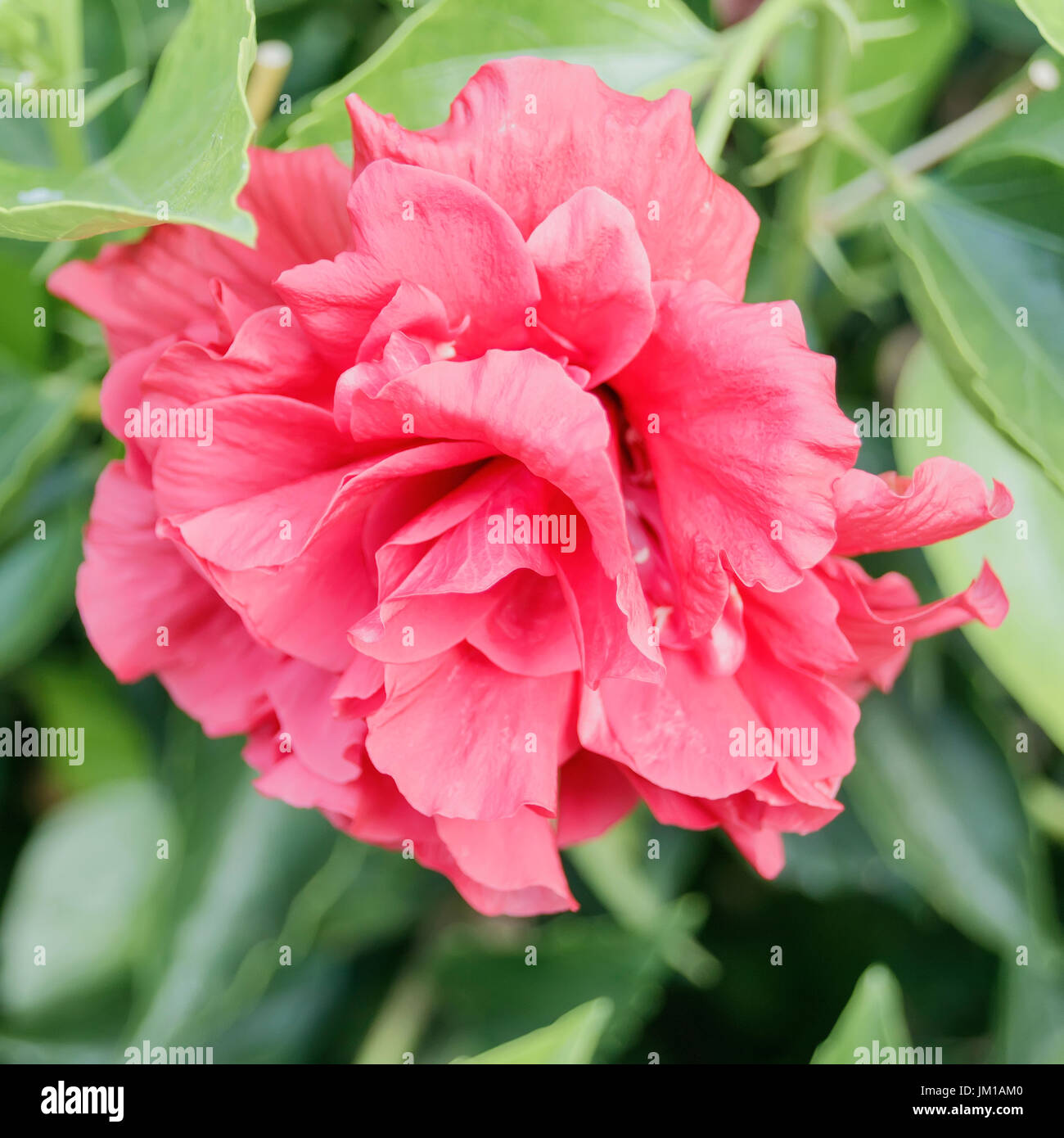 Pink china rose hi-res stock photography and images - Alamy