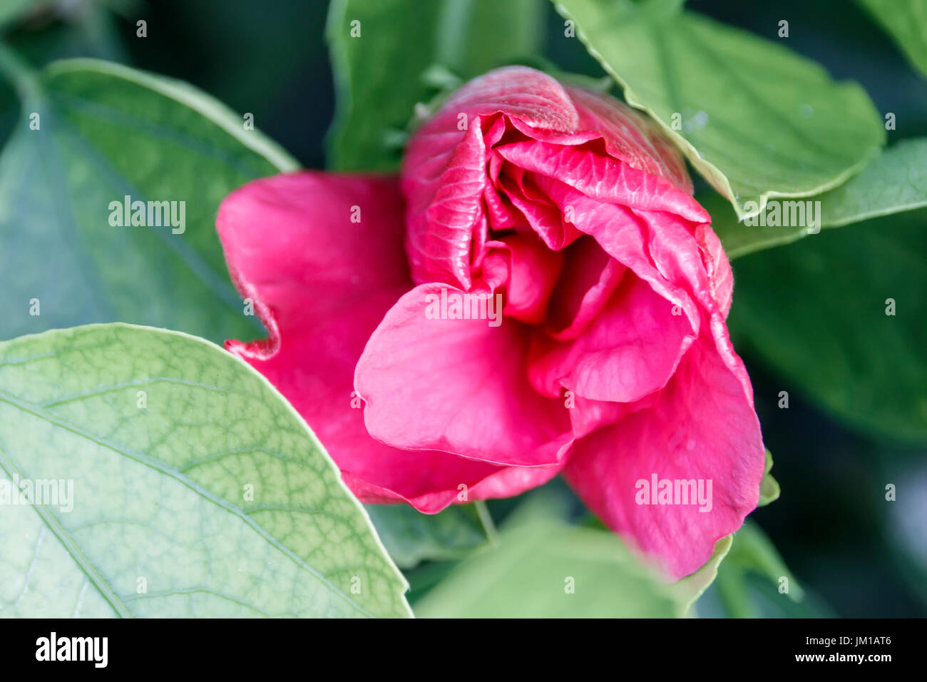 Pink china rose hi-res stock photography and images - Alamy