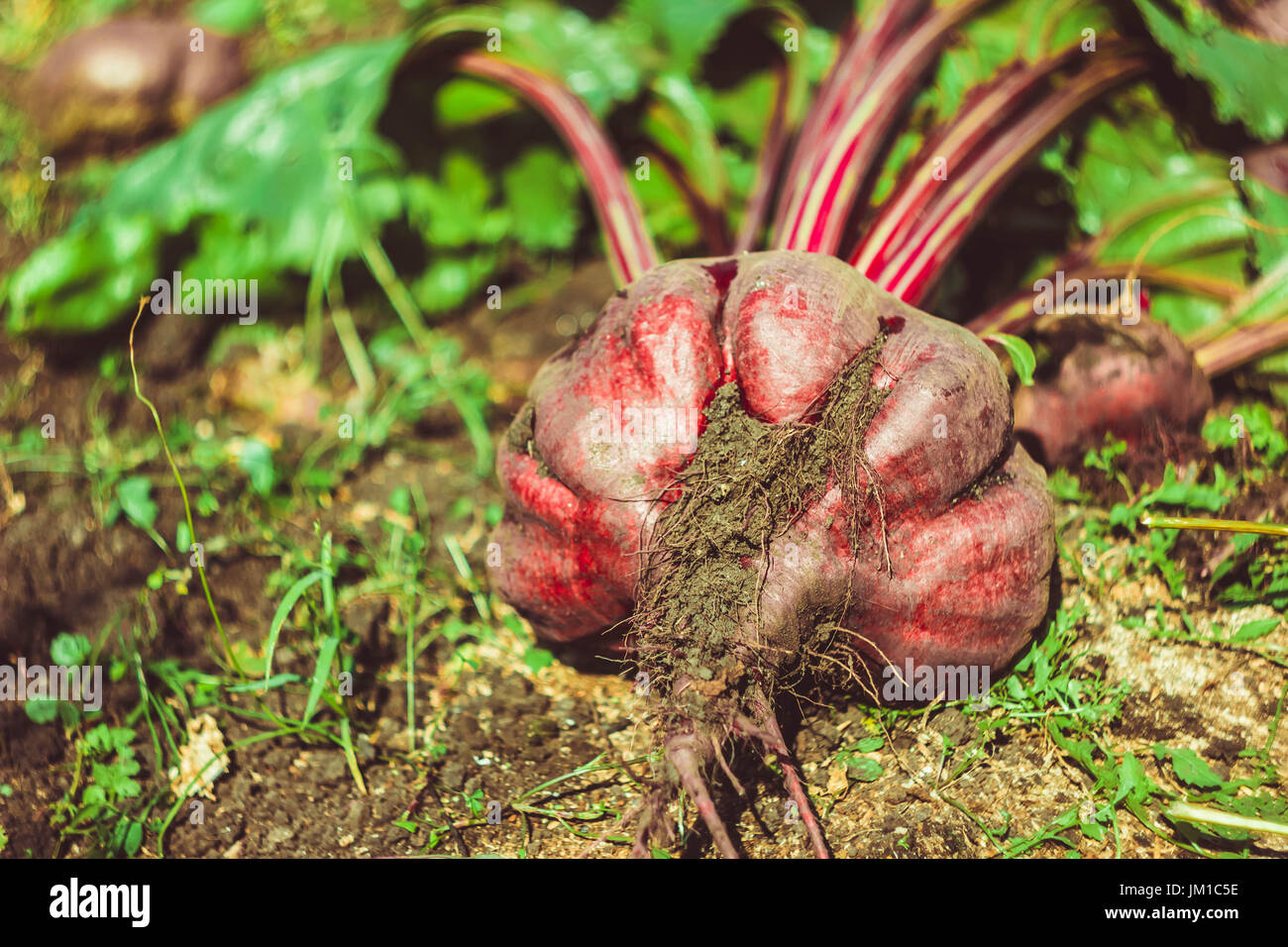 Fresh beet crop lies on the ground Stock Photo - Alamy