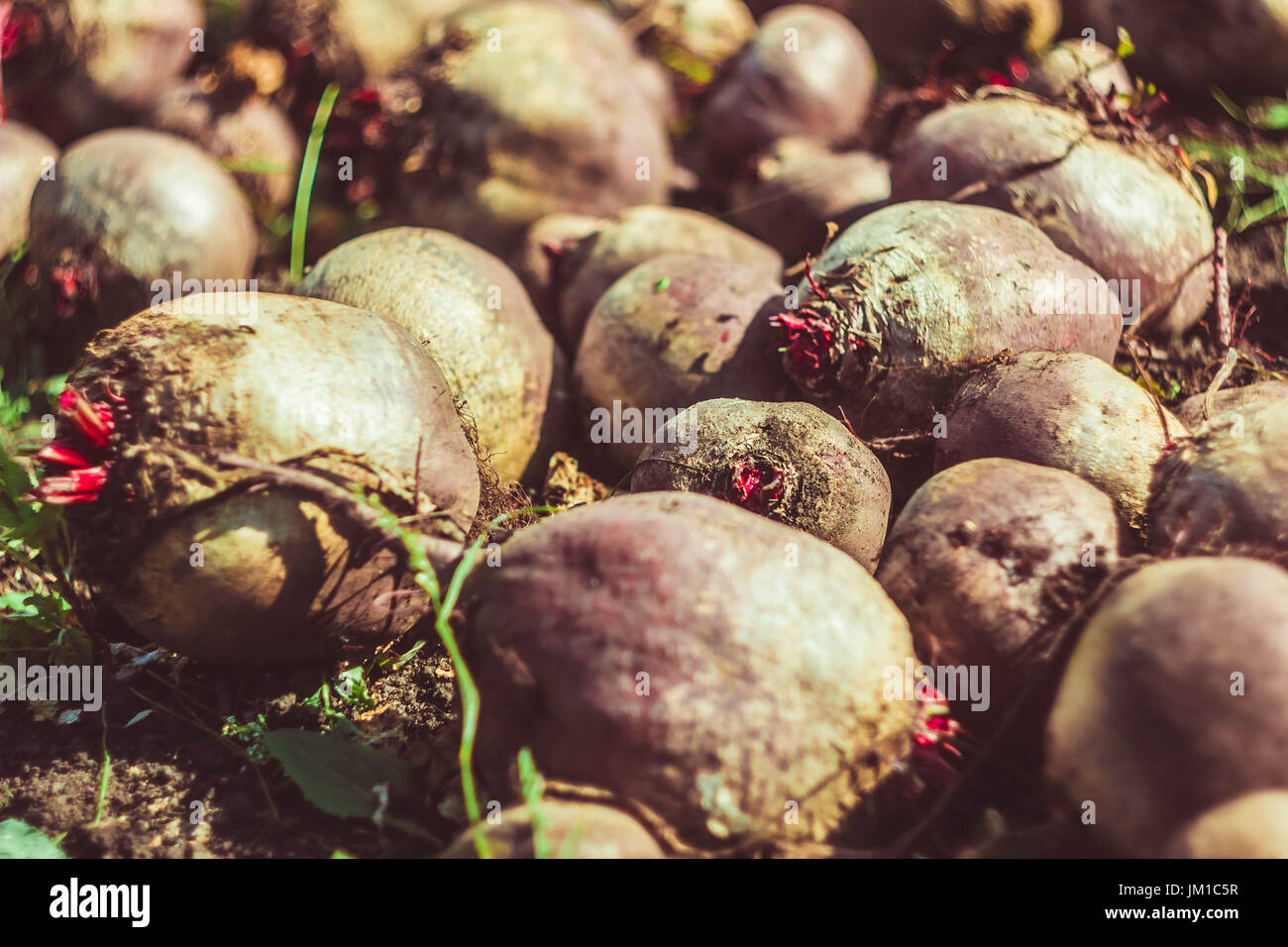 Fresh beet crop lies on the ground Stock Photo - Alamy