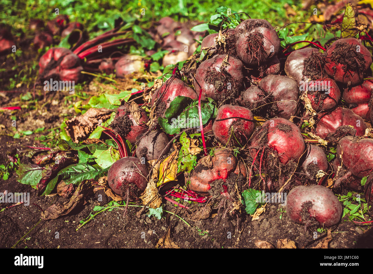 Fresh beet crop lies on the ground Stock Photo - Alamy