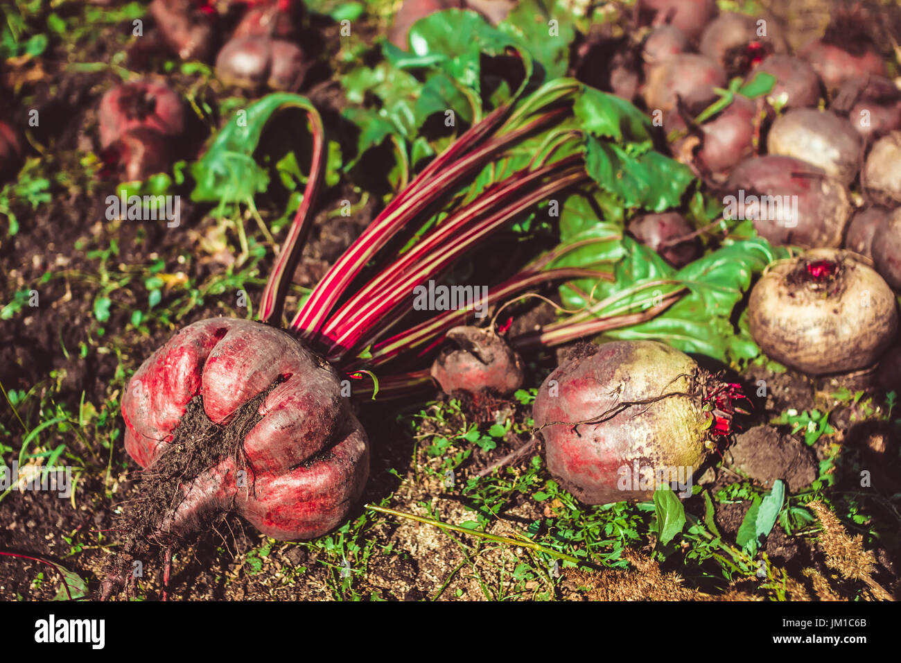 Fresh beet crop lies on the ground Stock Photo - Alamy