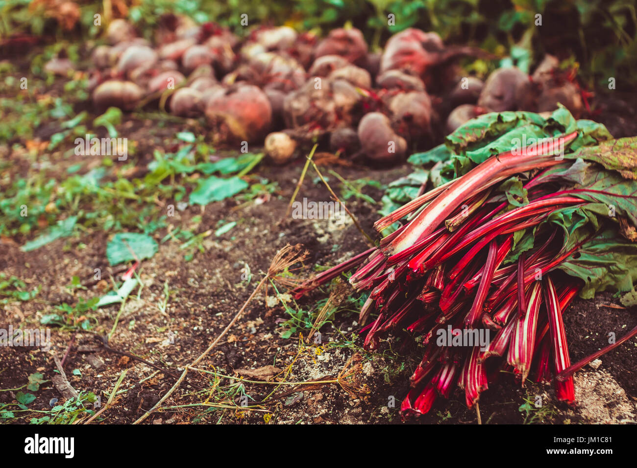 Fresh beet crop lies on the ground Stock Photo - Alamy