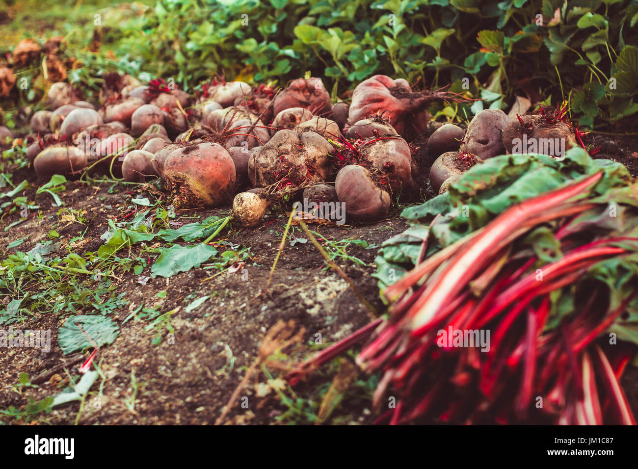 Fresh beet crop lies on the ground Stock Photo - Alamy