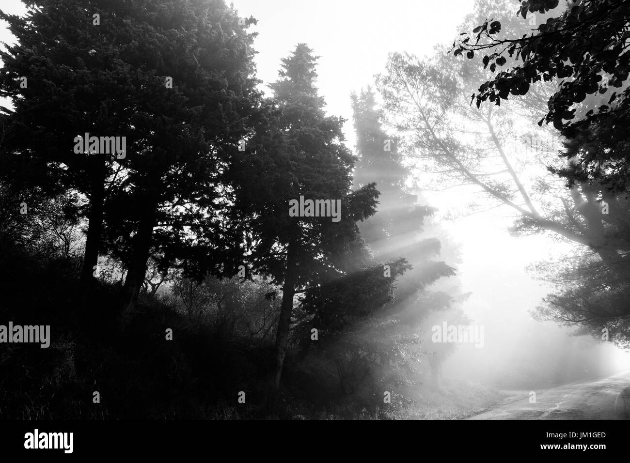 Sun rays shadow in Black and White Stock Photos & Images - Alamy
