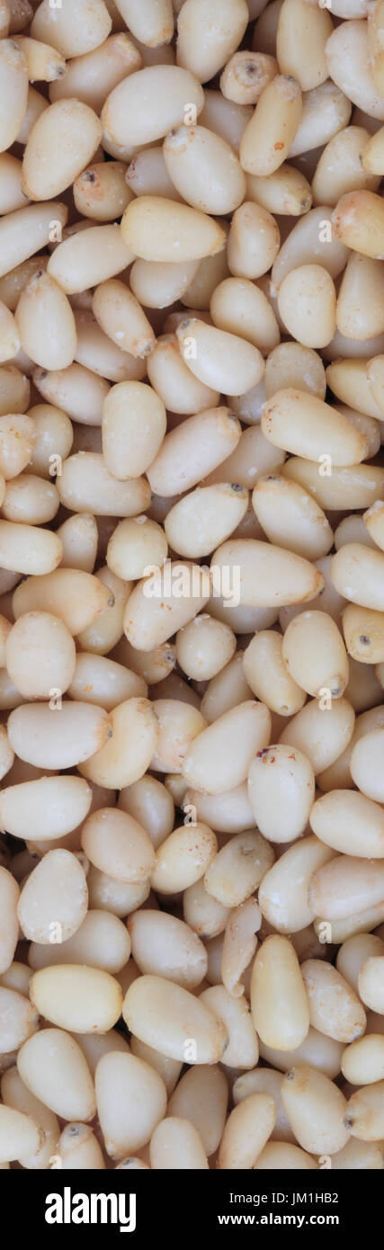 many cedar nut at day Stock Photo - Alamy