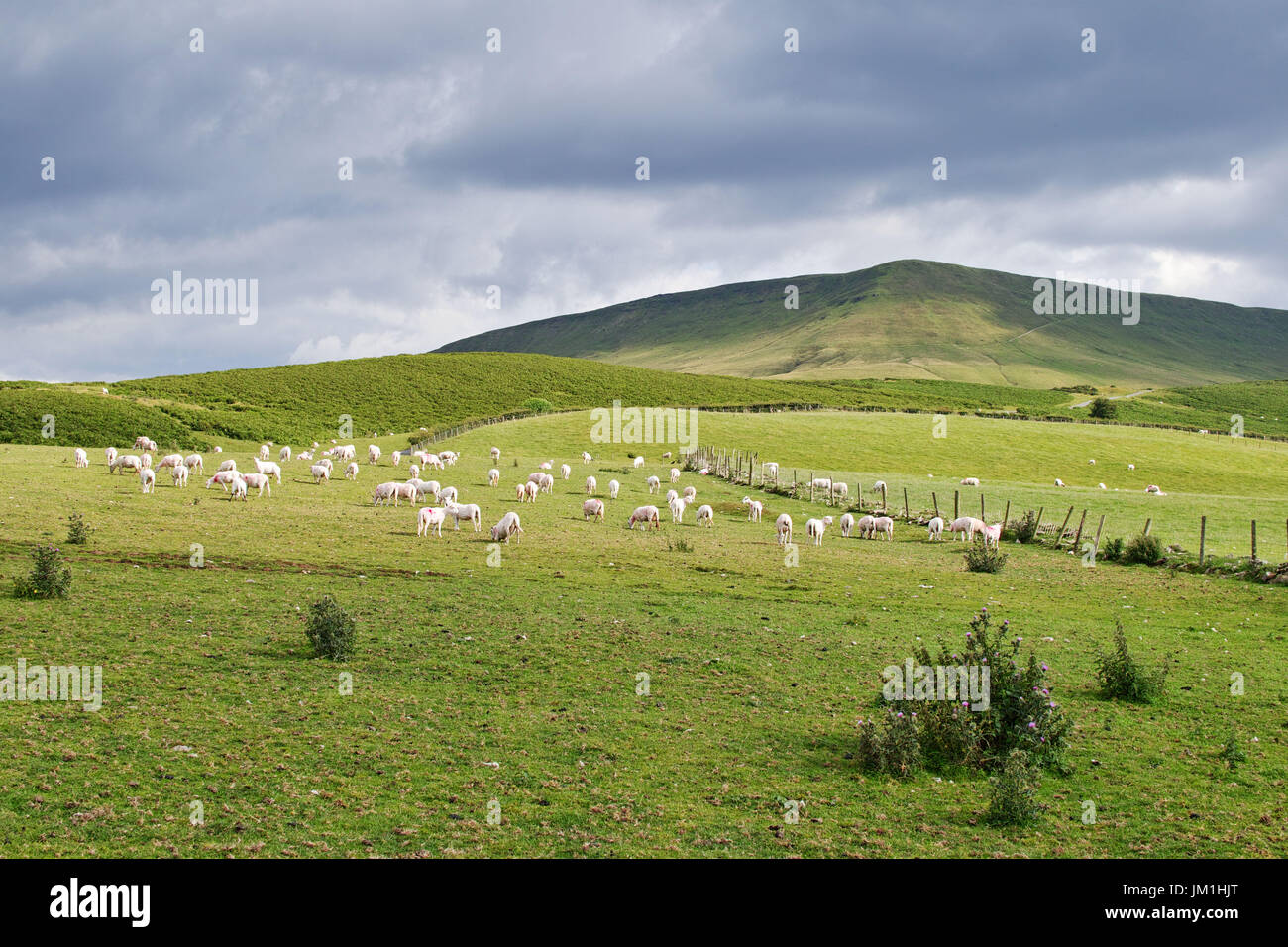 Hay bluff wales hi-res stock photography and images - Alamy