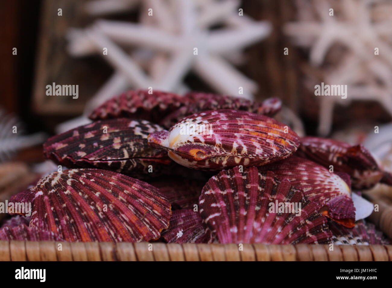 The beautiful seashells of the Black Sea - summer 2017 Stock Photo - Alamy