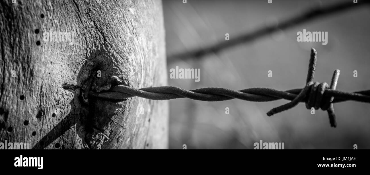 Barbed leaves hi-res stock photography and images - Alamy