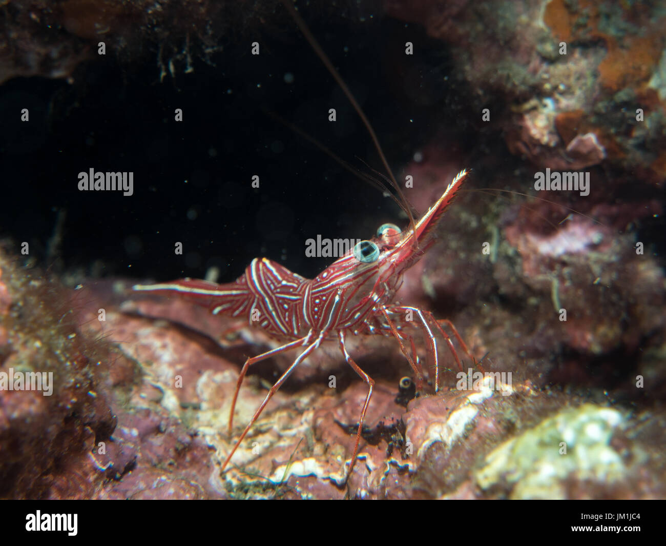 Camel shrimp hi-res stock photography and images - Alamy