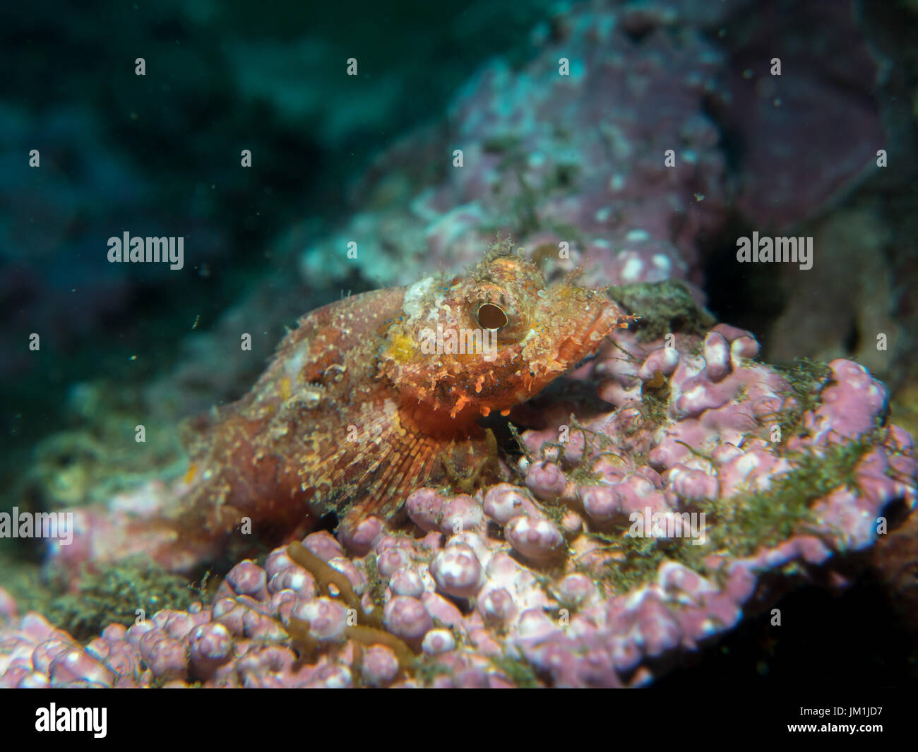 Water scorpion on leaf hi-res stock photography and images - Alamy