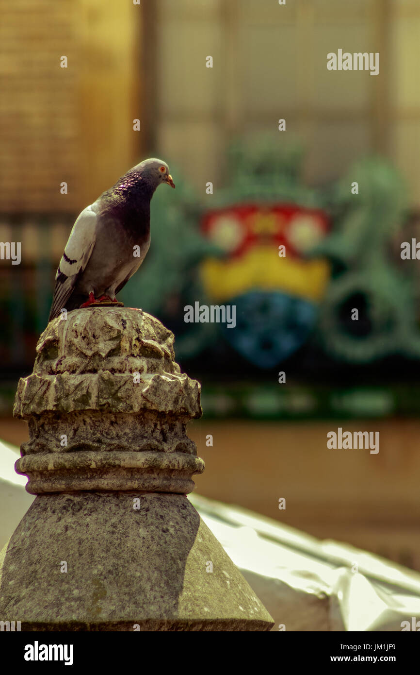 Pigeon market hi-res stock photography and images - Alamy