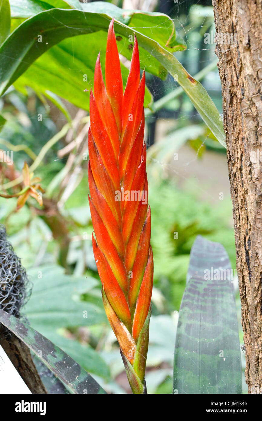 Vriesea Splendens Vriesea Splendens Stock Photos & Vriesea Splendens ...