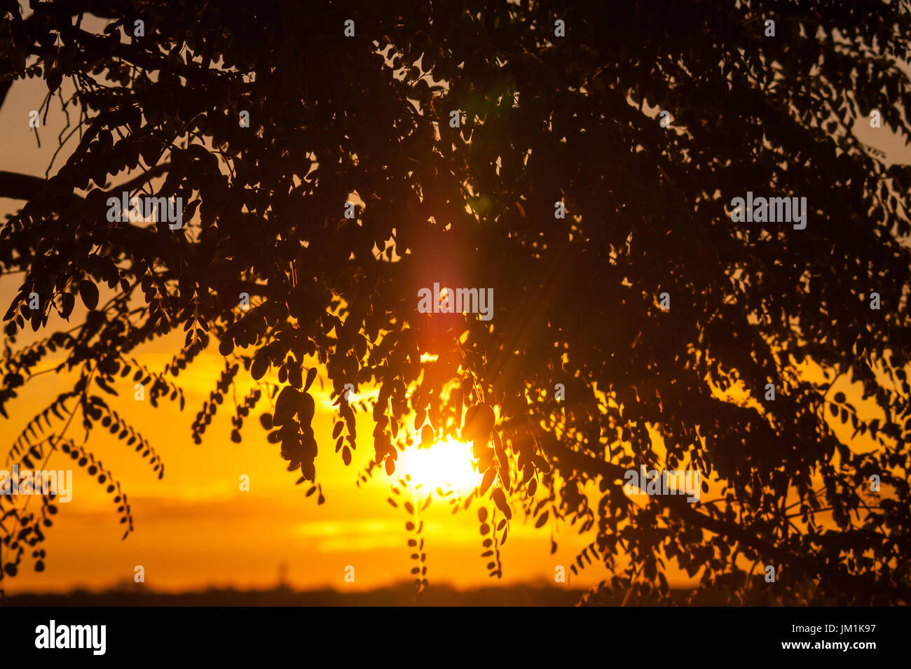 End of a Safari-day, Sunset behind Tree in Africa Stock Photo - Alamy