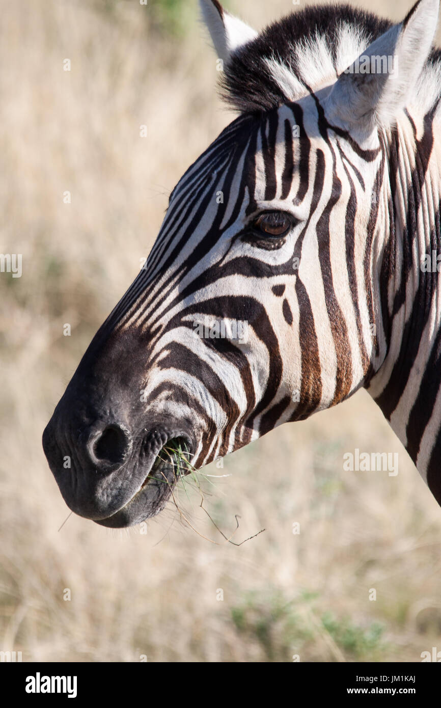 Beautiful white horse feeding close hi-res stock photography and images ...
