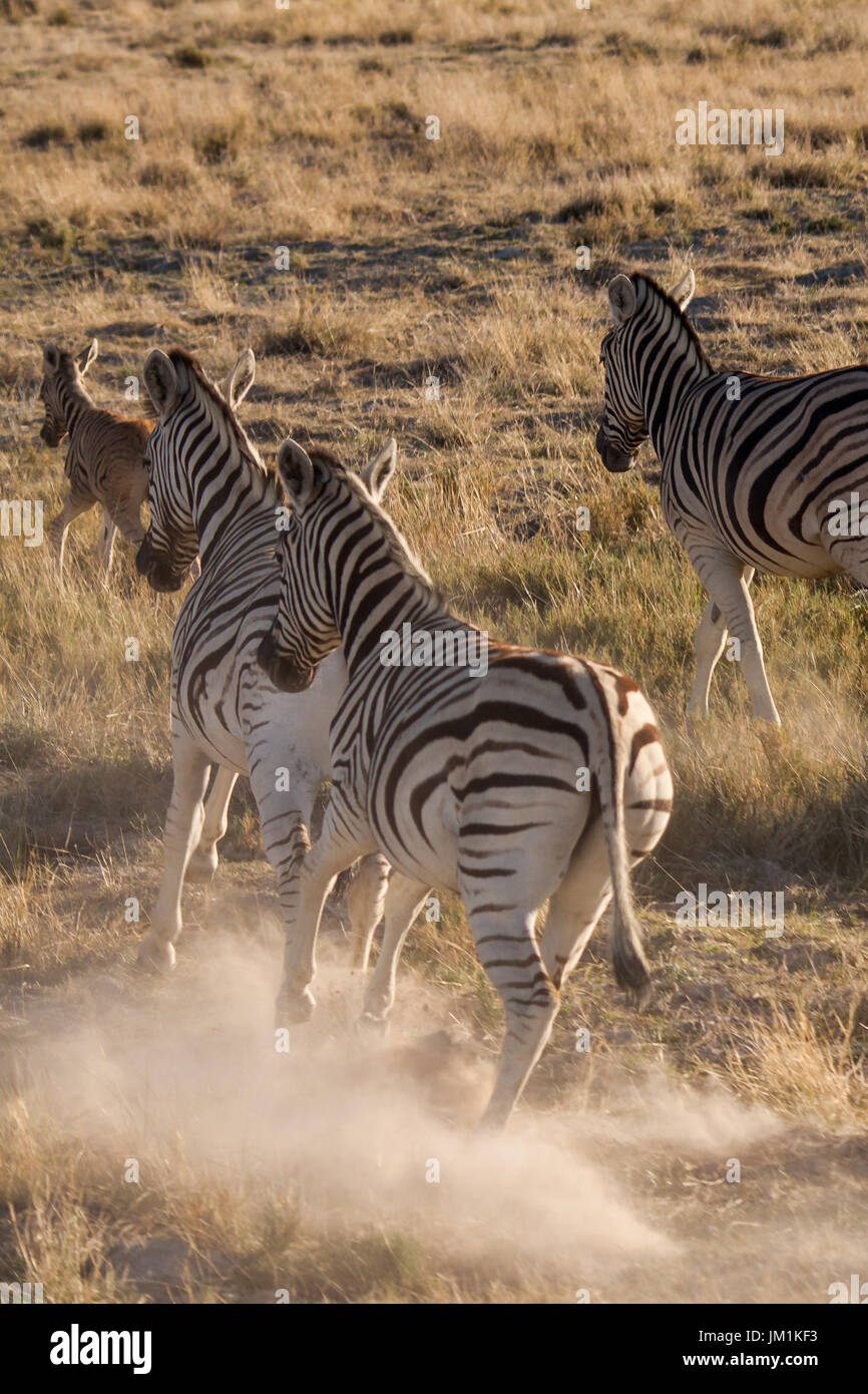 Zebra Running Away