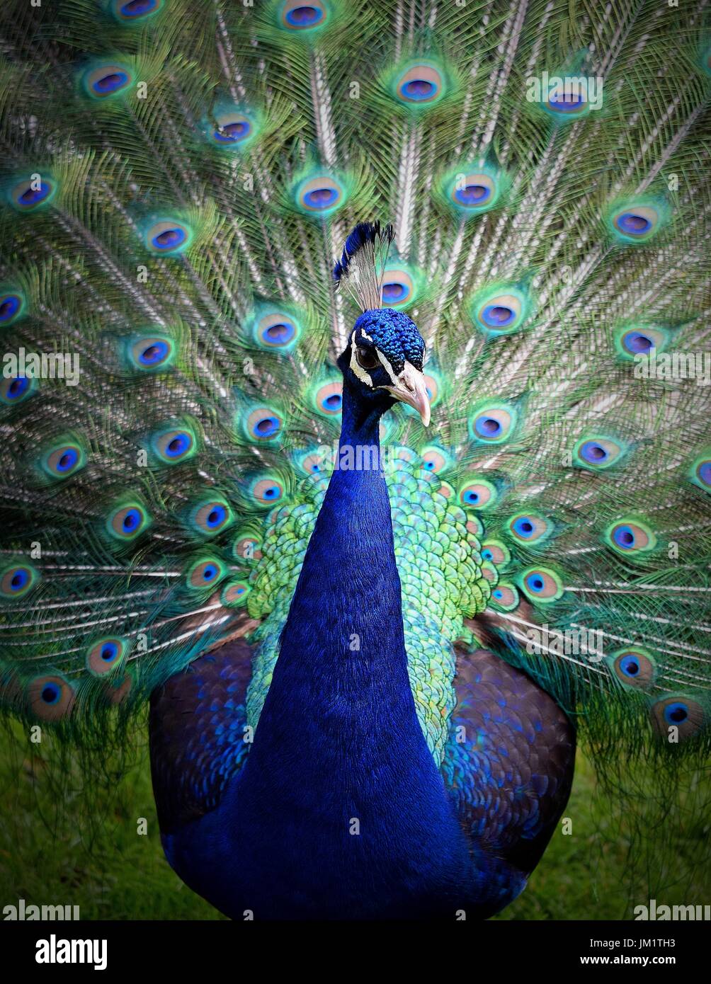 Peacock blue hi-res stock photography and images - Alamy
