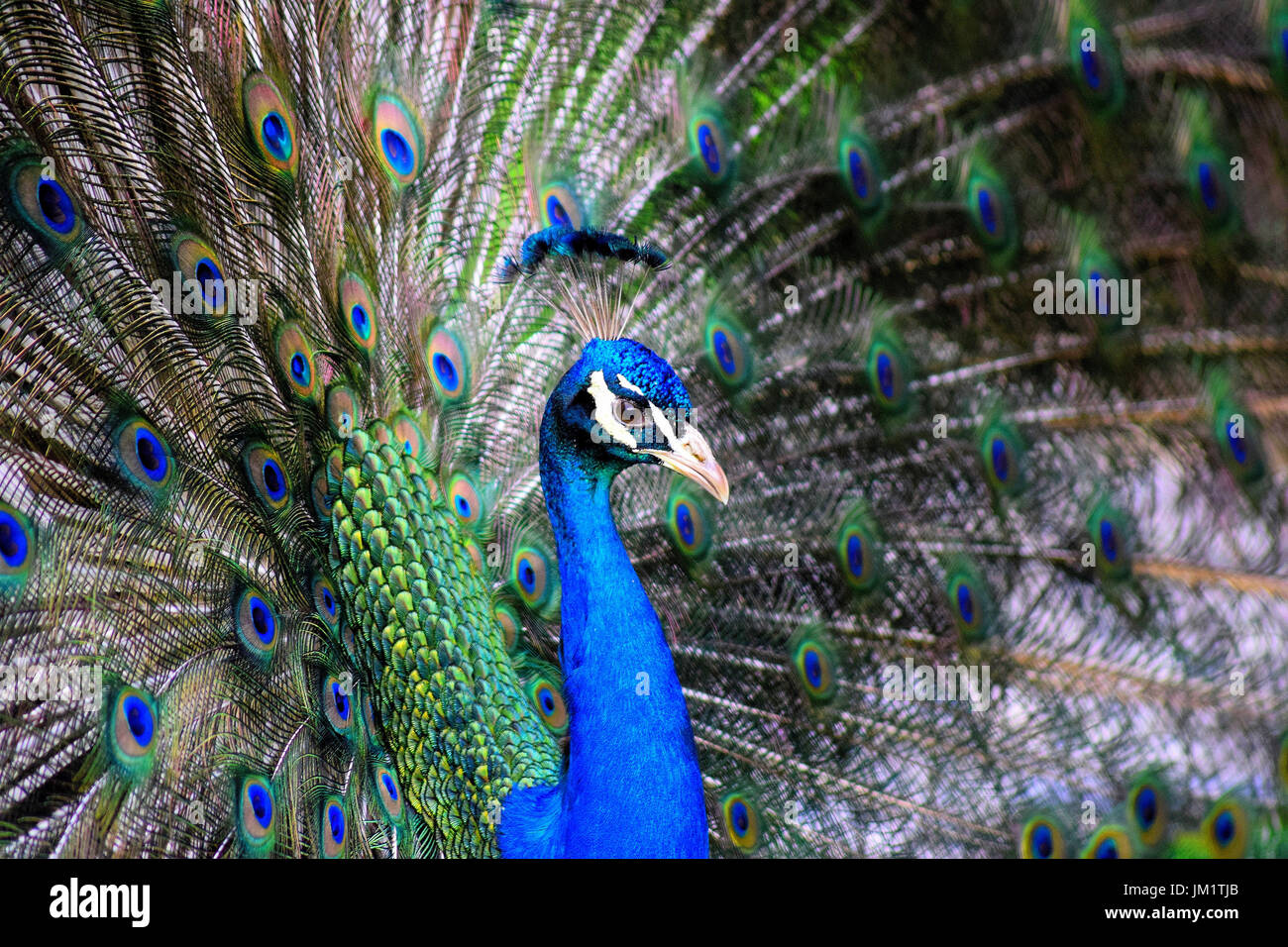 Peacock feather train hi-res stock photography and images - Alamy