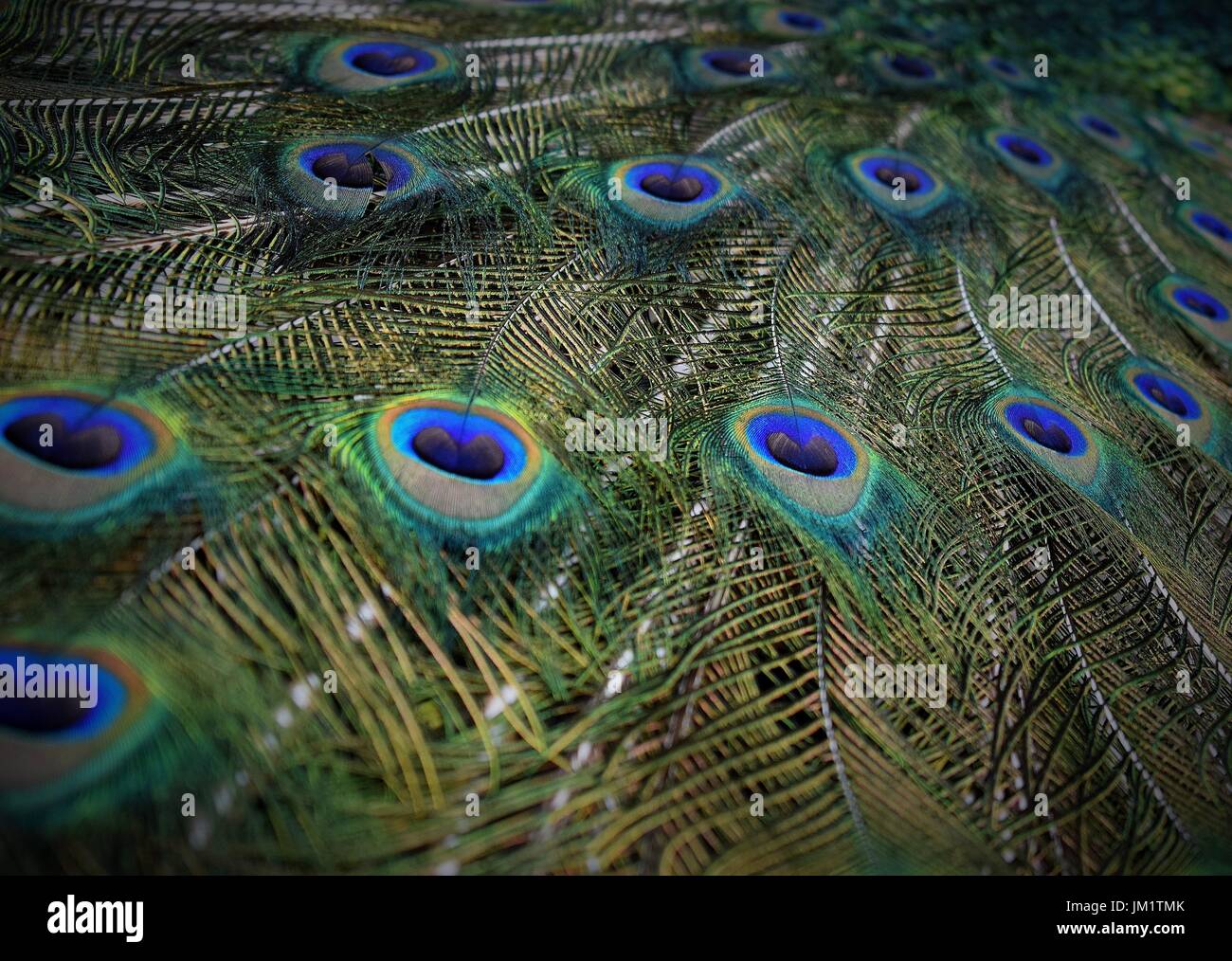 Blue green train feather hi-res stock photography and images - Alamy