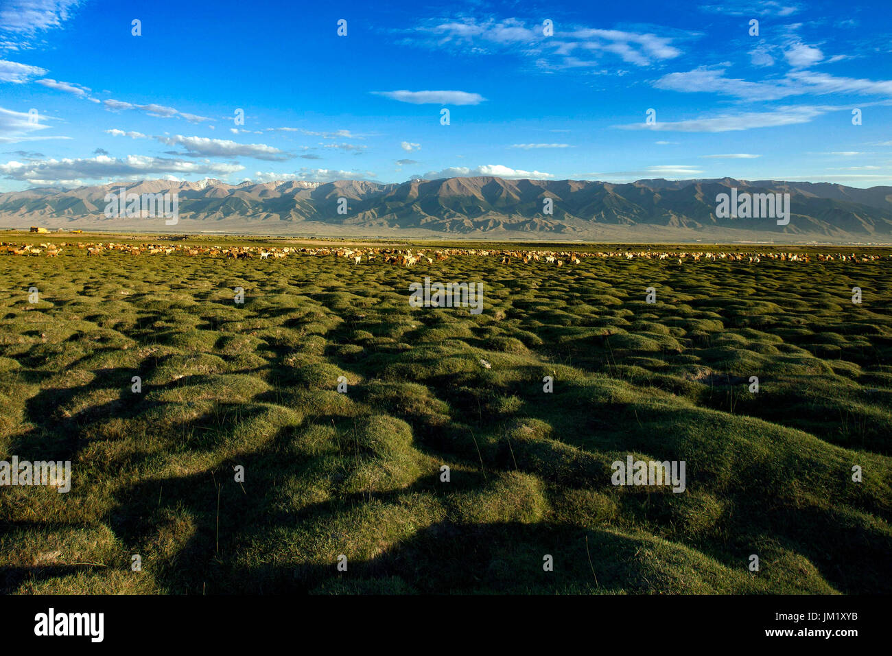 Chinas second largest grassland hi-res stock photography and images - Alamy