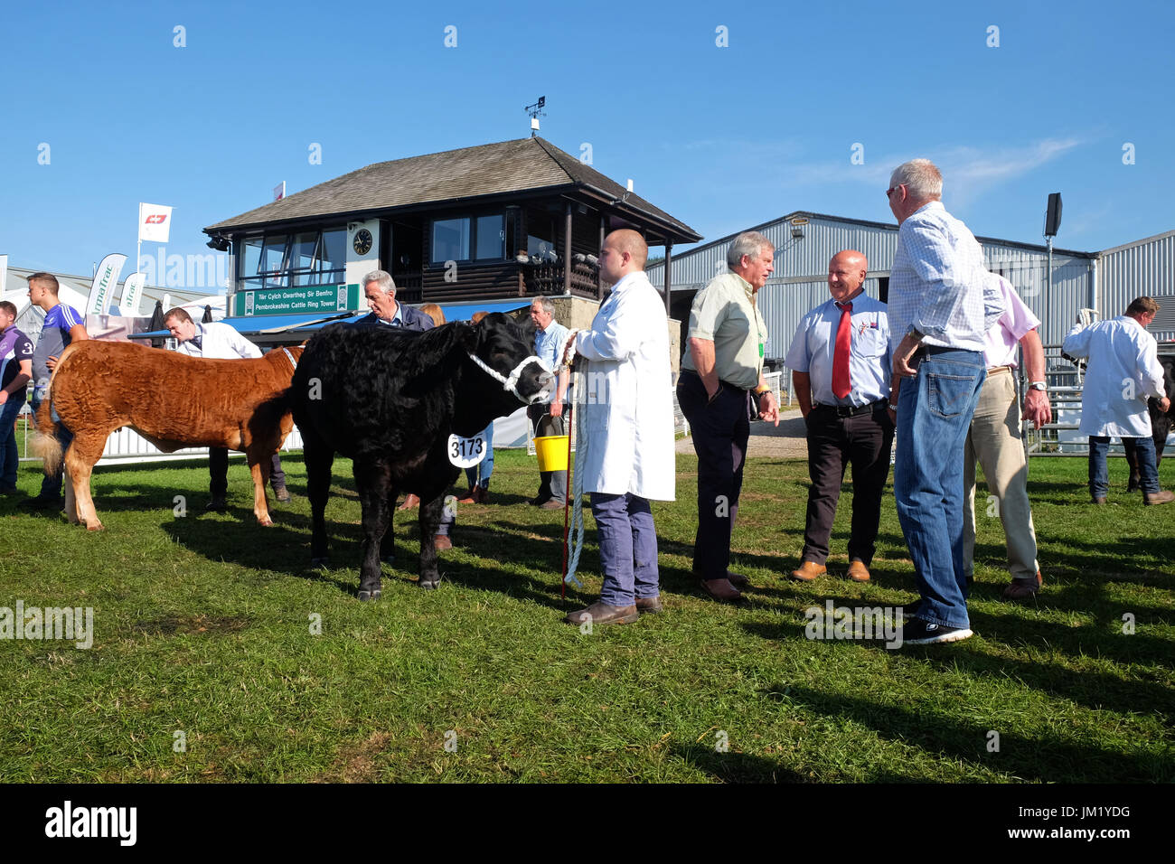 Royal welsh show cattle hi-res stock photography and images - Alamy