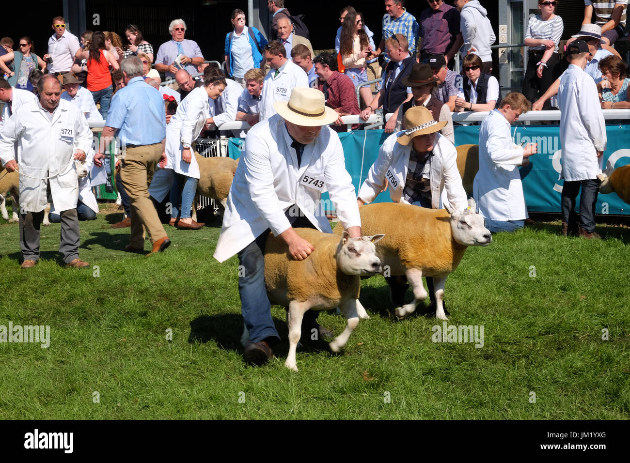 Beltex Ram High Resolution Stock Photography and Images - Alamy
