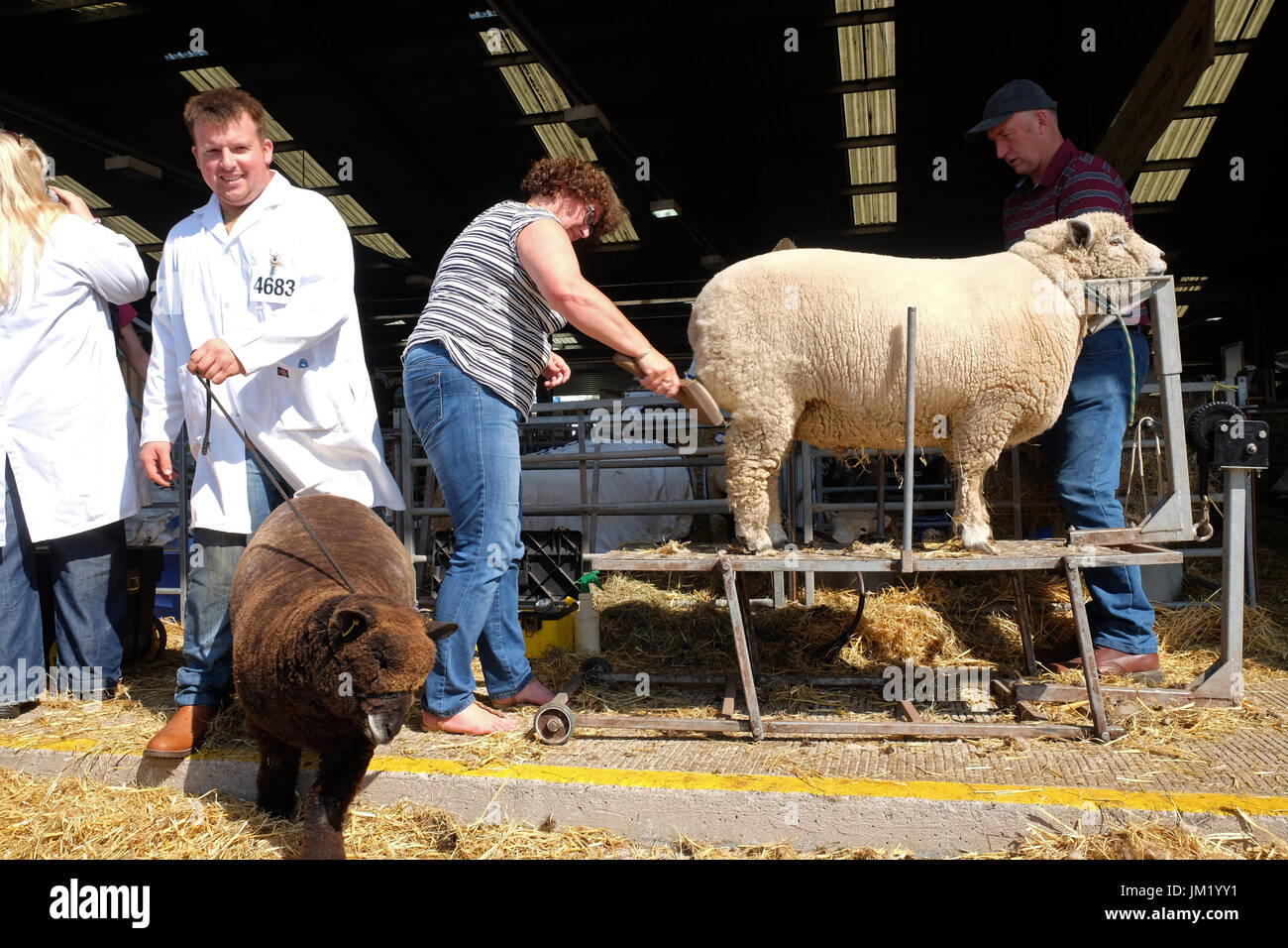 Royal Welsh Show, Builth Wells, Powys, Wales - July 2017 - Sheep ...