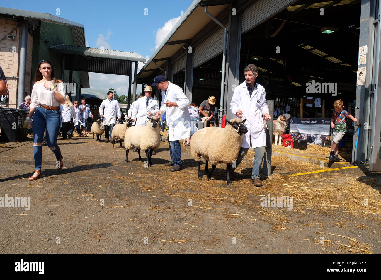 Led By Sheep High Resolution Stock Photography and Images - Alamy