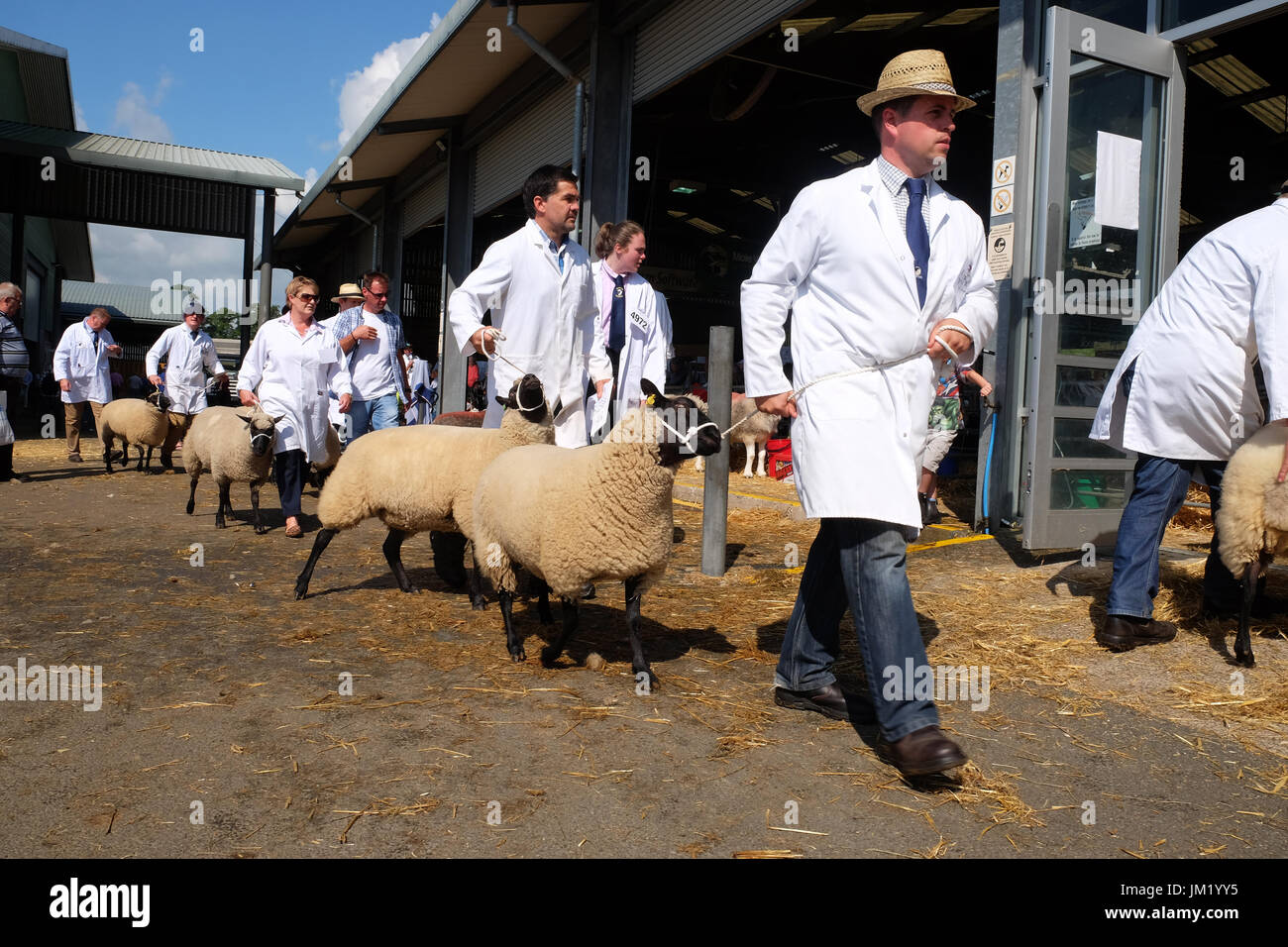 Llanwenog sheep hi-res stock photography and images - Alamy