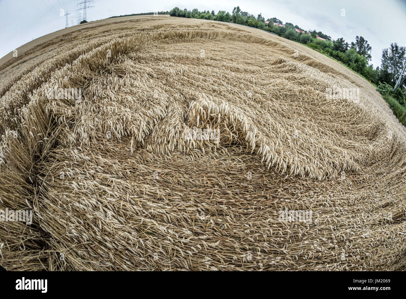 Wind flattened hi-res stock photography and images - Alamy