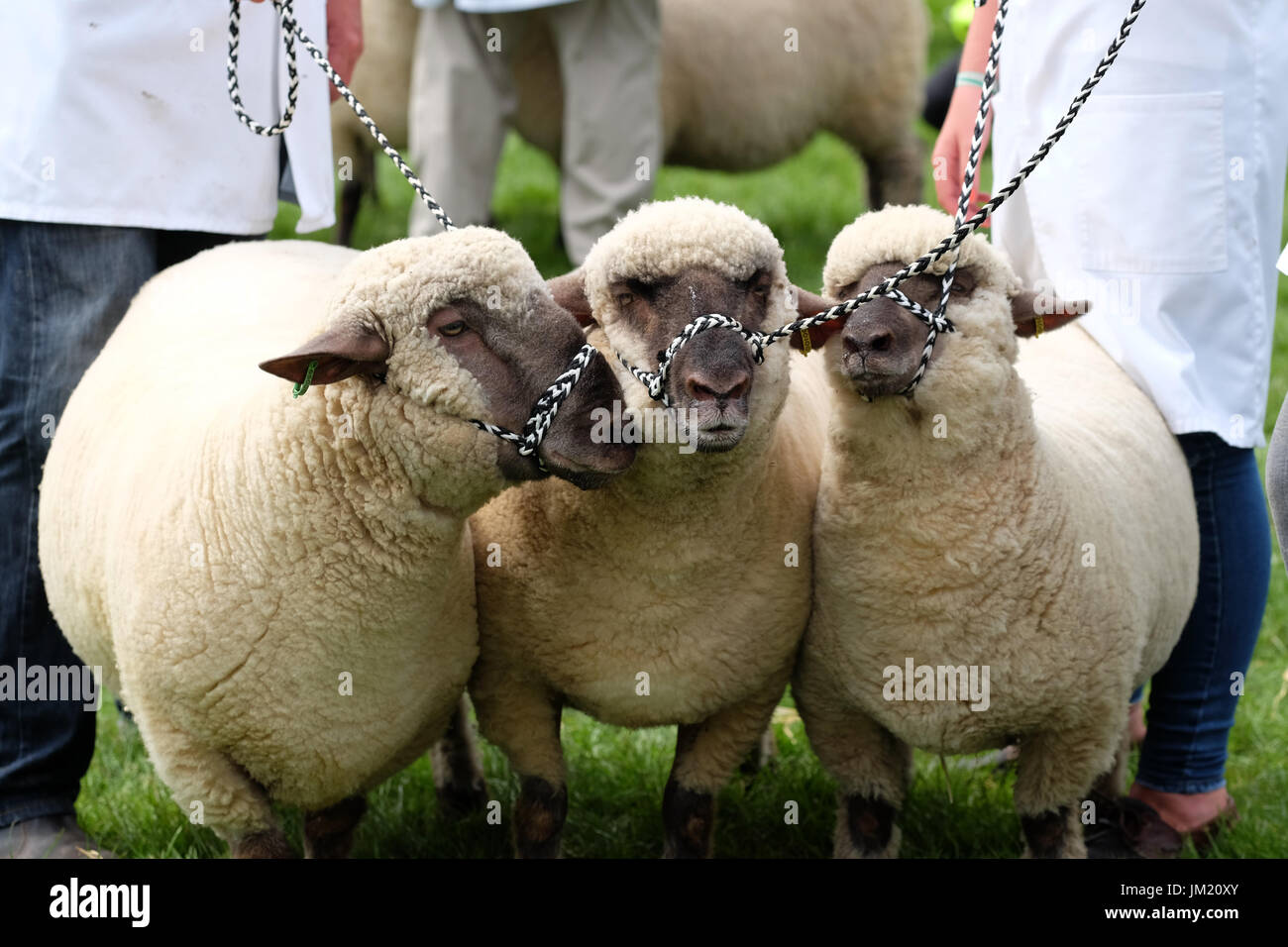 Royal Welsh Show, Builth Wells, Powys, Wales - July 2017 - A trio of ...
