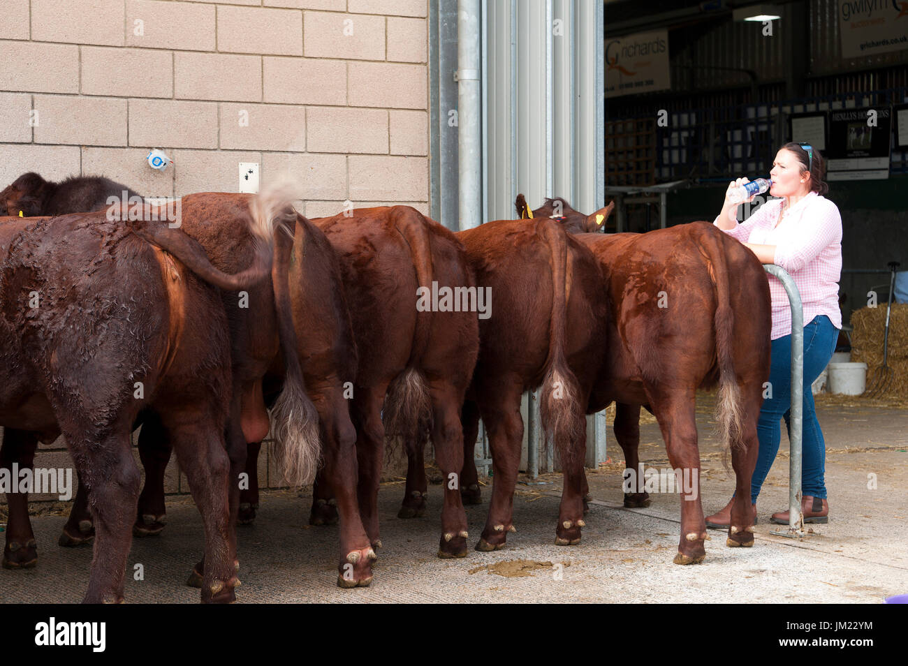 Lincoln red cattle hi-res stock photography and images - Alamy