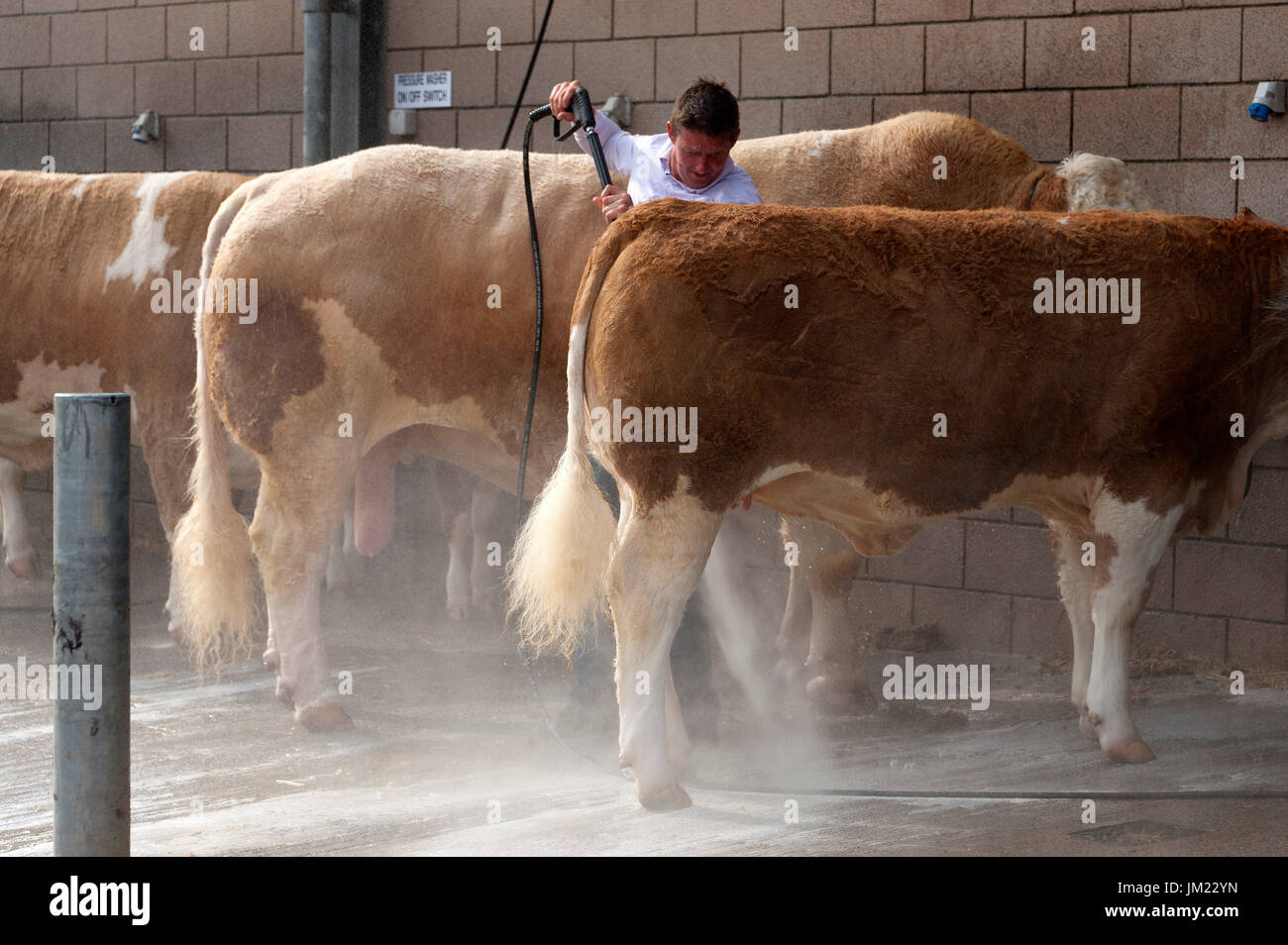 Cattle livestock washing wales hi-res stock photography and images - Alamy