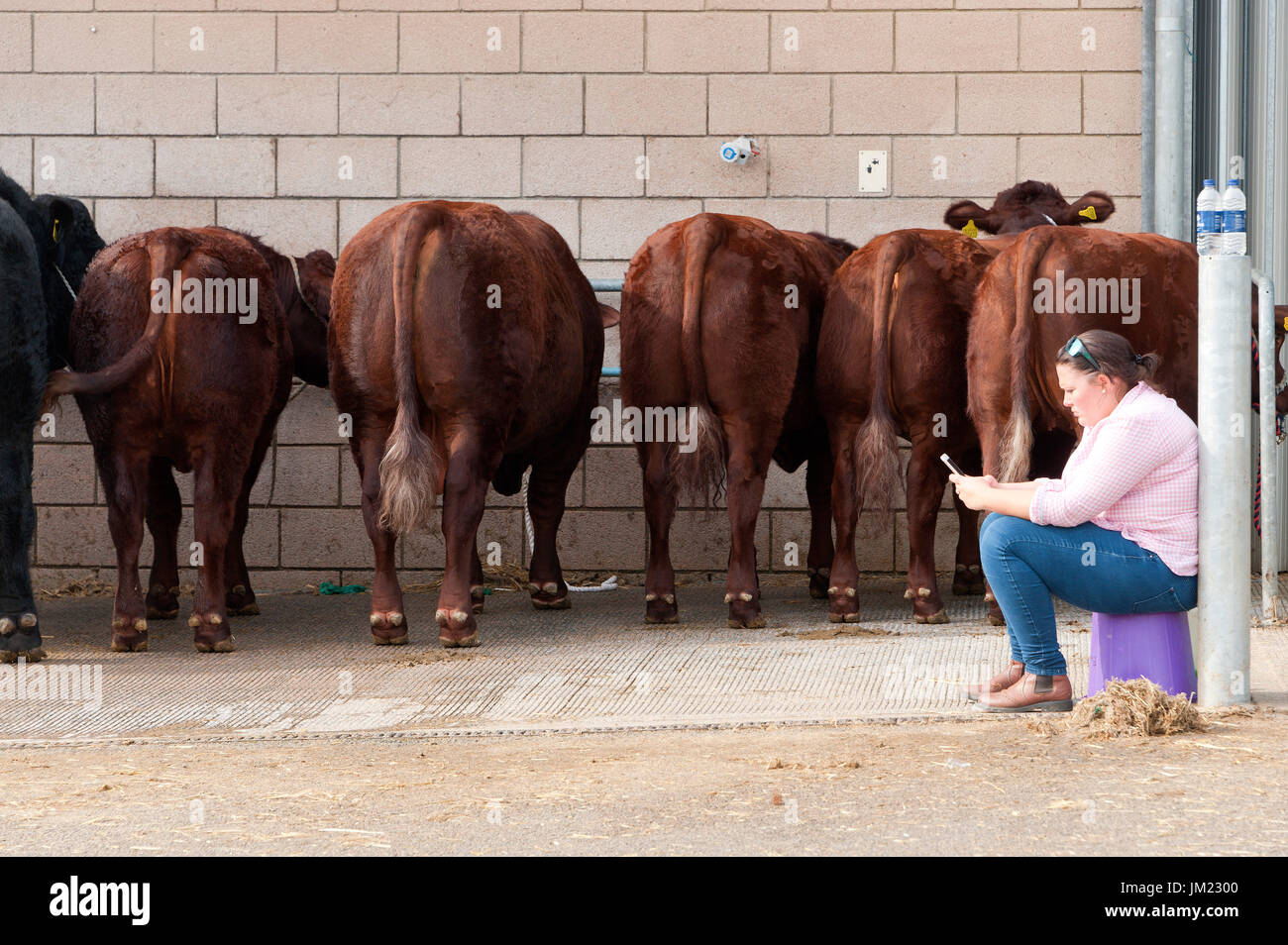 Lincoln red cattle hi-res stock photography and images - Alamy