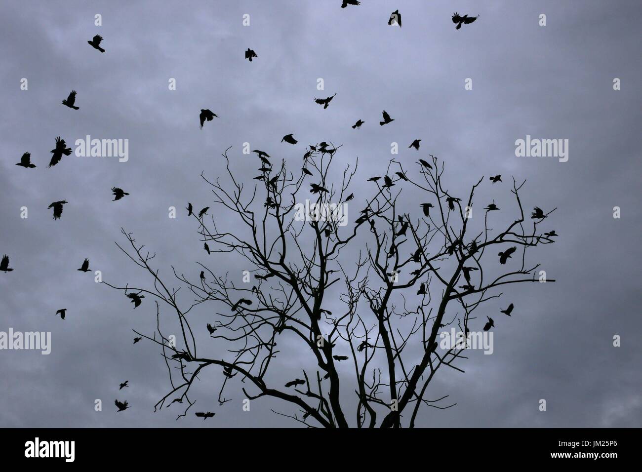 Crows in rain hi-res stock photography and images - Alamy