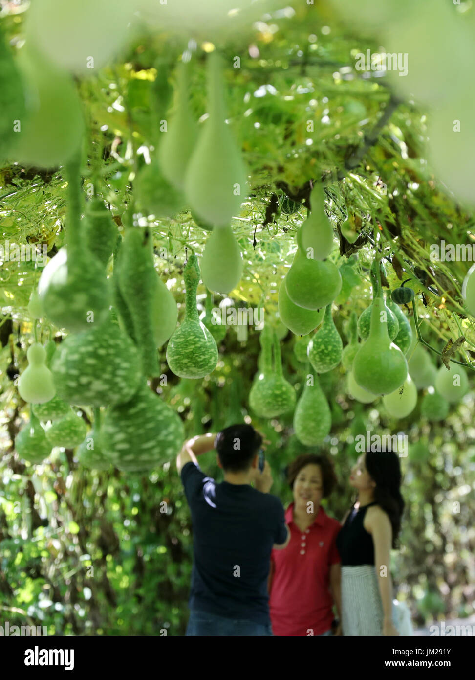 Gourd tunnel Residents take pictures under an archway of gourds at a ...
