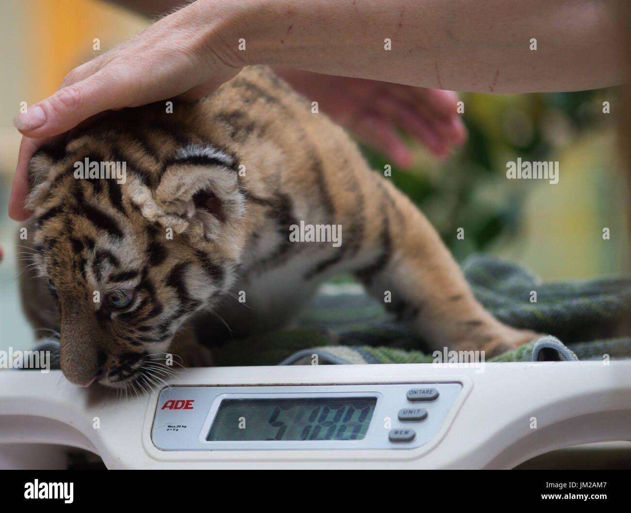 Magdeburg, Germany. 26th July, 2017. Tiger offspring "Stormi" sitting ...