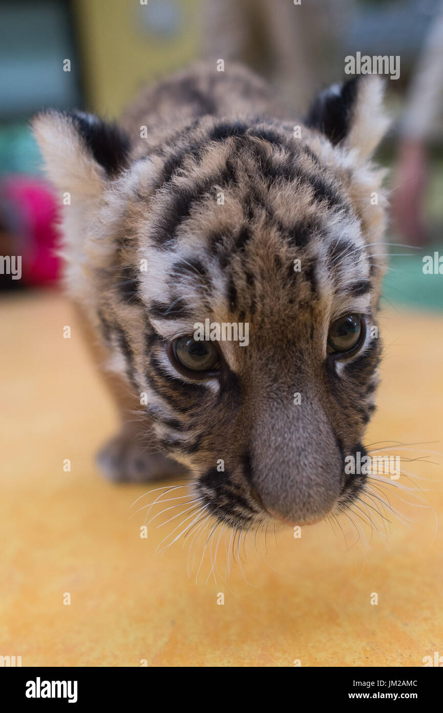 Magdeburg, Germany. 26th July, 2017. Tiger offspring "Stormi" sitting ...