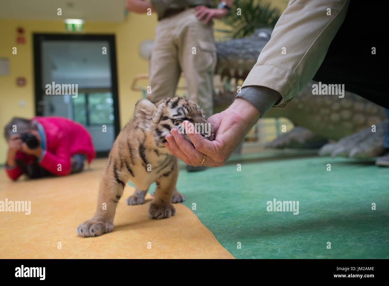 Magdeburg, Germany. 26th July, 2017. Tiger offspring "Stormi" explores ...