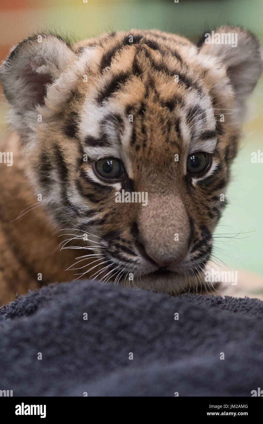 Magdeburg, Germany. 26th July, 2017. Tiger offspring "Stormi" lying on ...