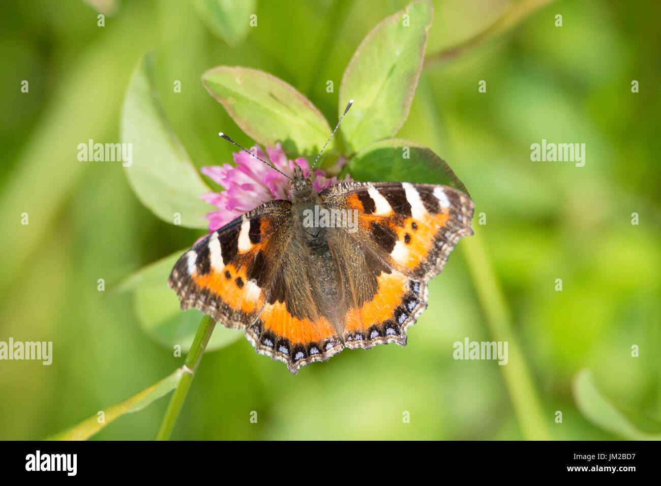 Butterfly orange on clover hi-res stock photography and images - Alamy
