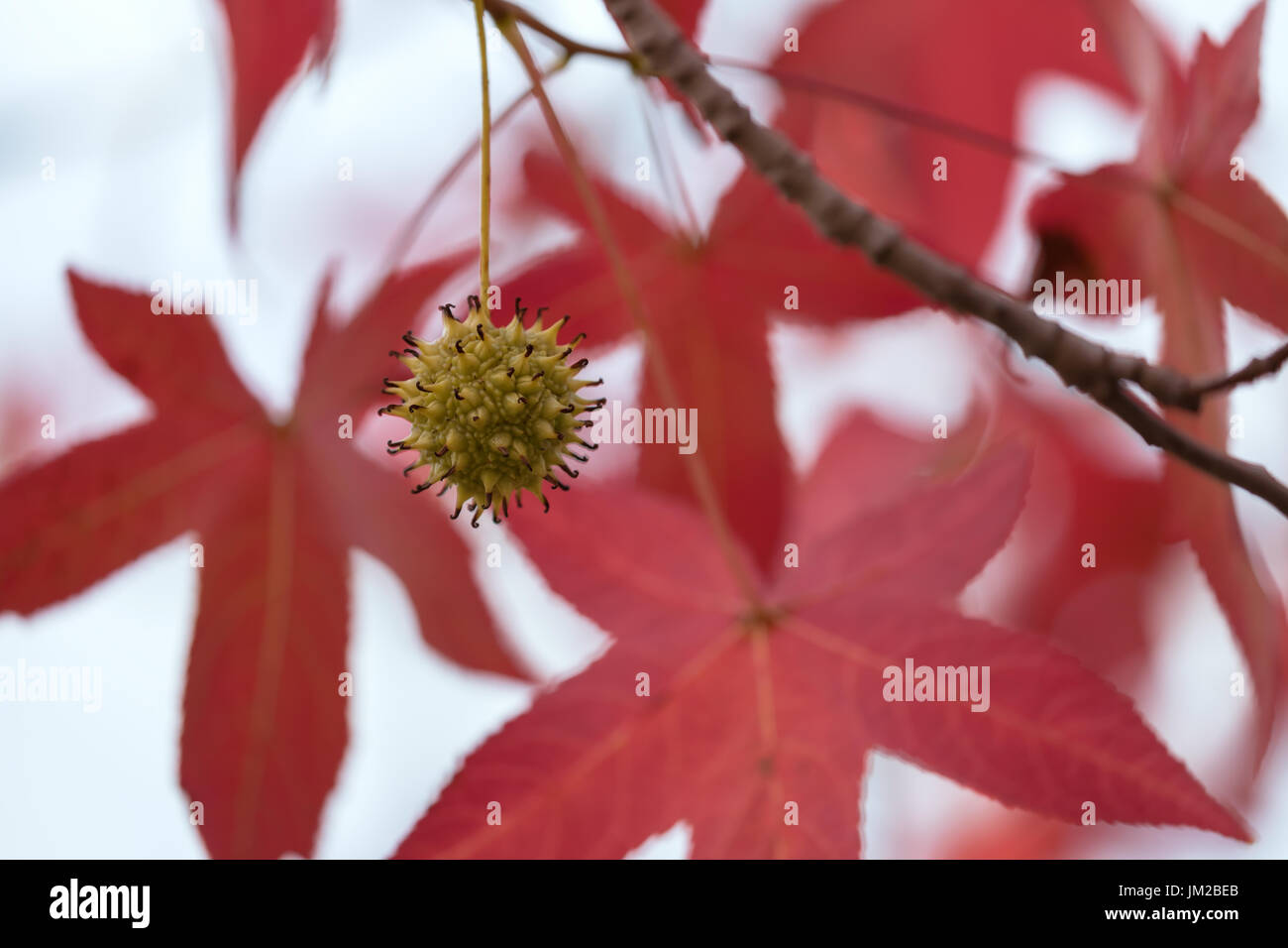 American sweetgum trees hi-res stock photography and images - Alamy