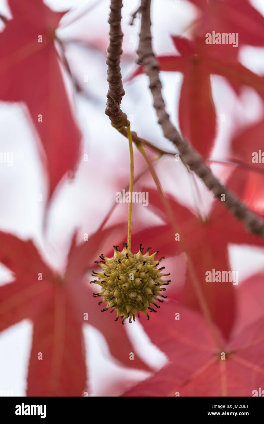 American sweetgum tree hi-res stock photography and images - Alamy